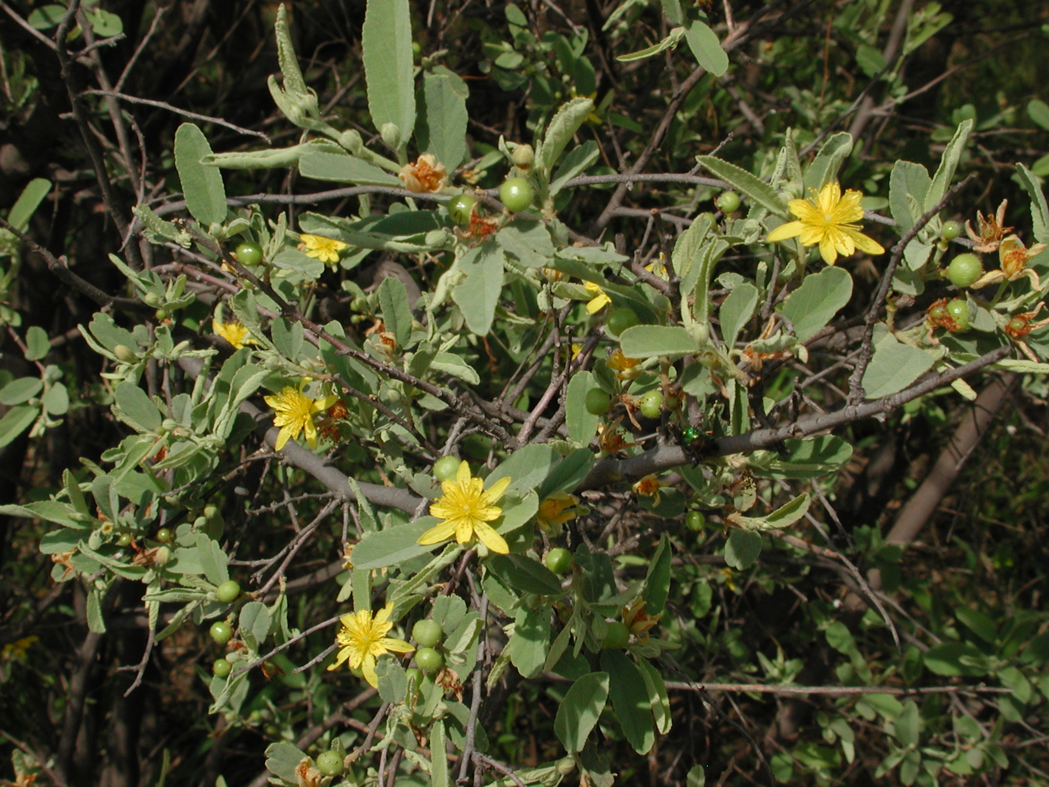 Grewia flava Brandy bush Rosyntjiebos Morêtlwa Mureḓwa Umhlalampunzi