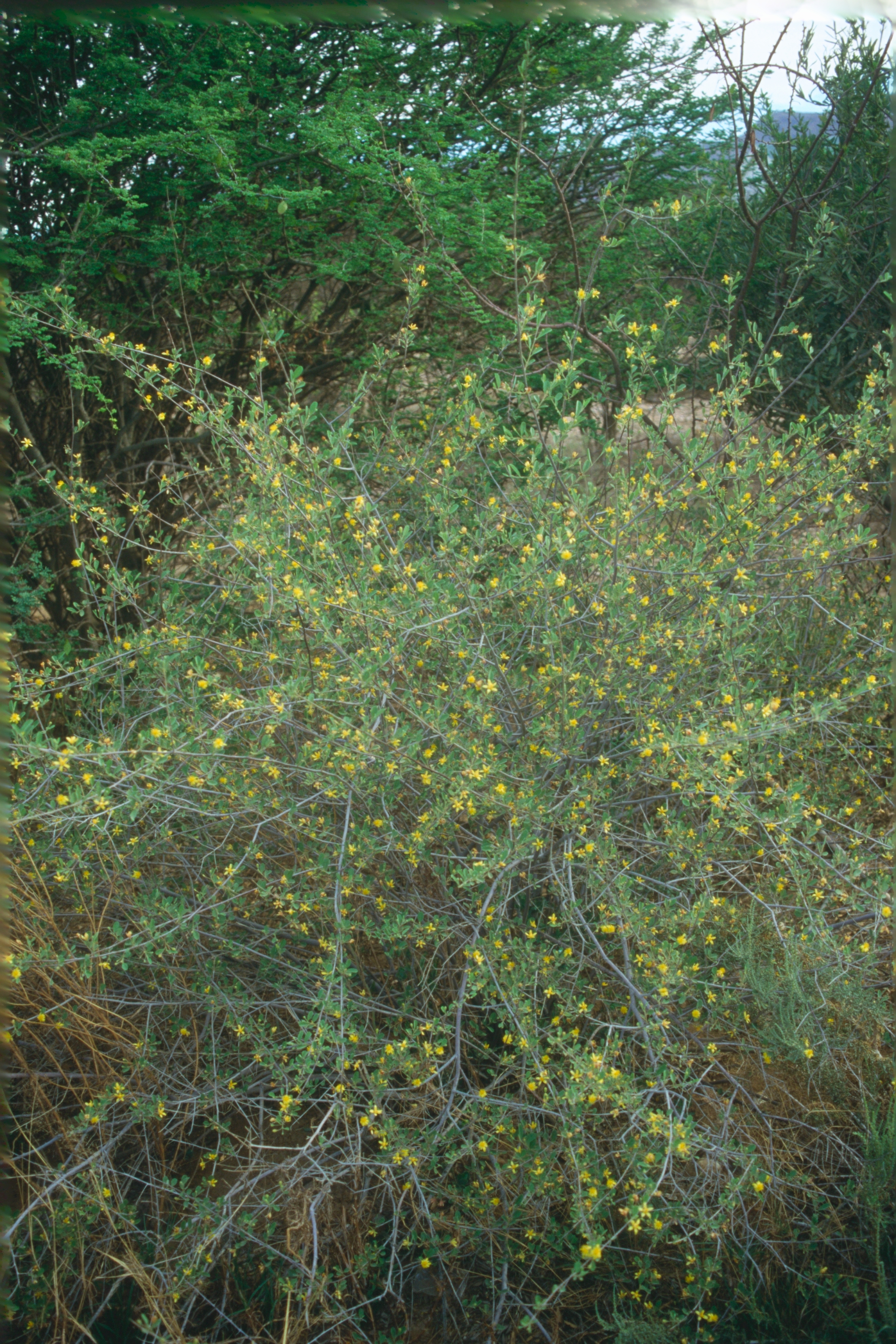 Grewia flava Brandy bush Rosyntjiebos Morêtlwa Mureḓwa Umhlalampunzi