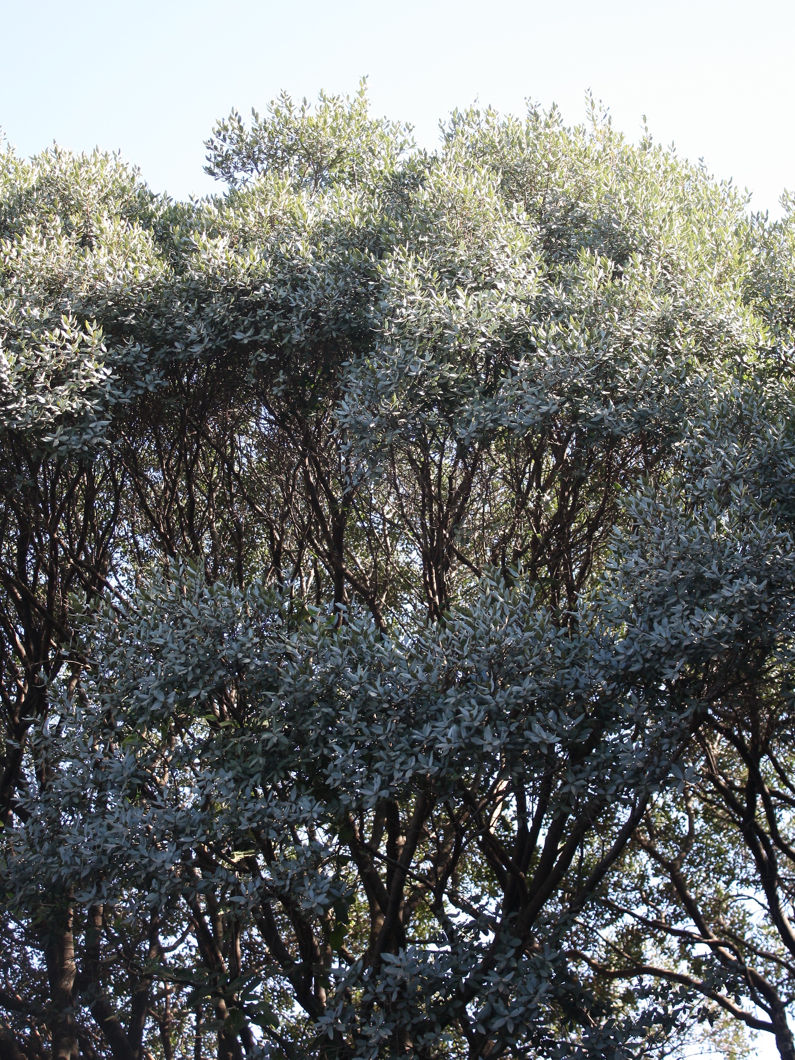 Euclea crispa Blue Guarri Bloughwarrie Mutangule-Nyele Motlhaletsogane ...