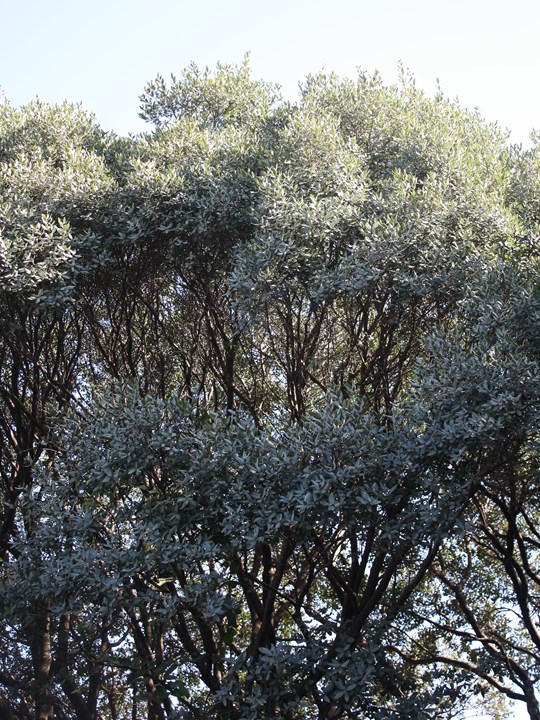 Euclea crispa Blue Guarri Bloughwarrie Mutangule-Nyele Motlhaletsogane ...