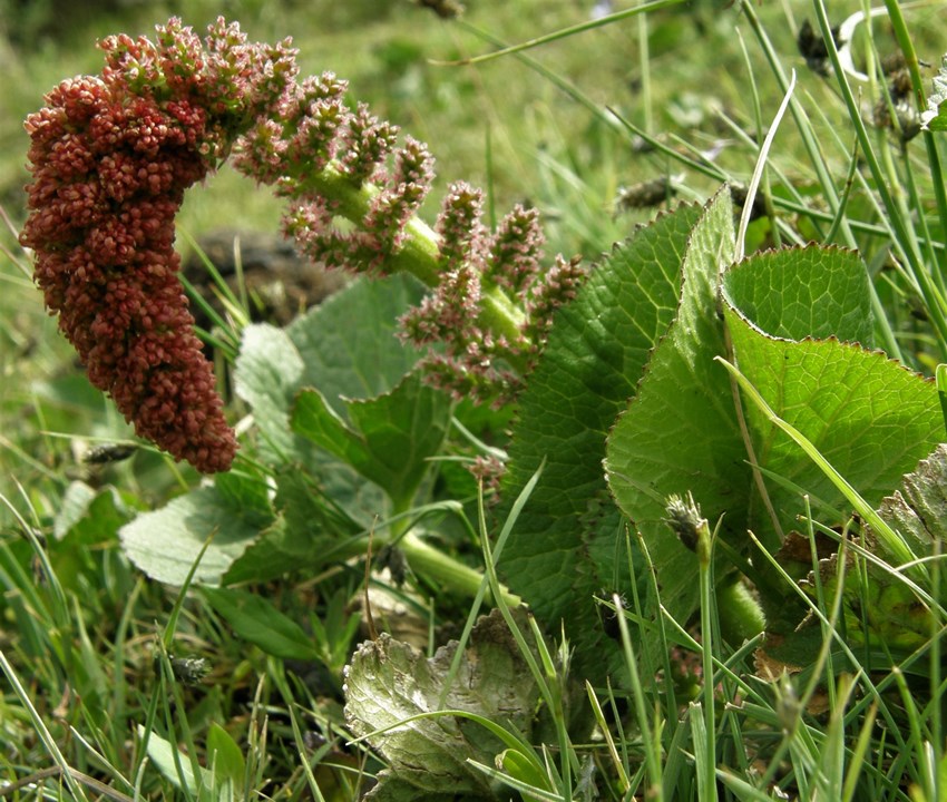 Gunnera perpensa Rivierpampoen River Pumpkin ramgola-vhadzimu ugobho iphuzi
