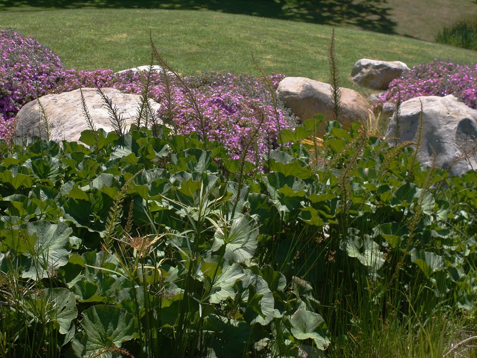 Gunnera perpensa Rivierpampoen River Pumpkin ramgola-vhadzimu ugobho iphuzi