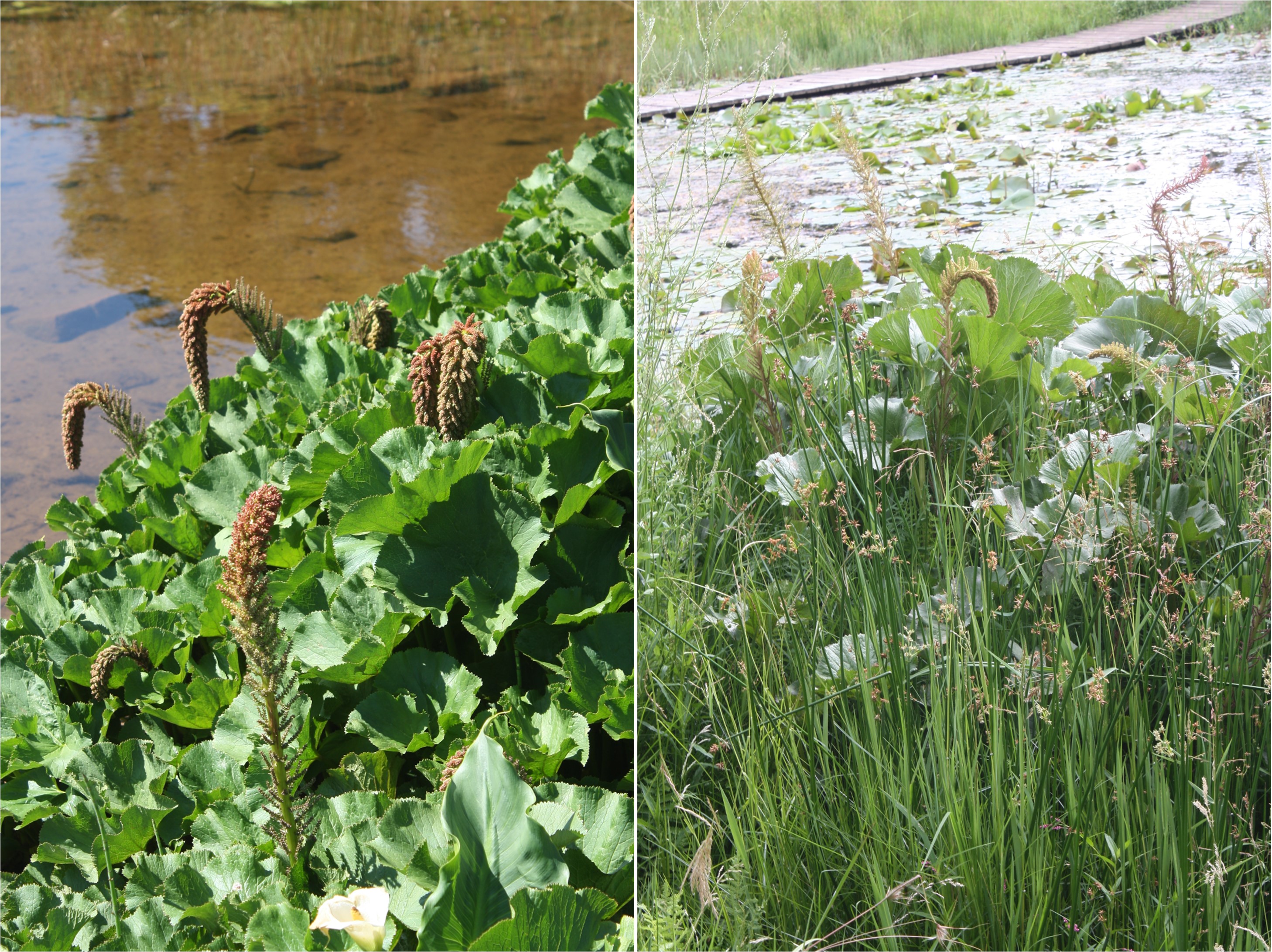Gunnera perpensa Rivierpampoen River Pumpkin ramgola-vhadzimu ugobho iphuzi