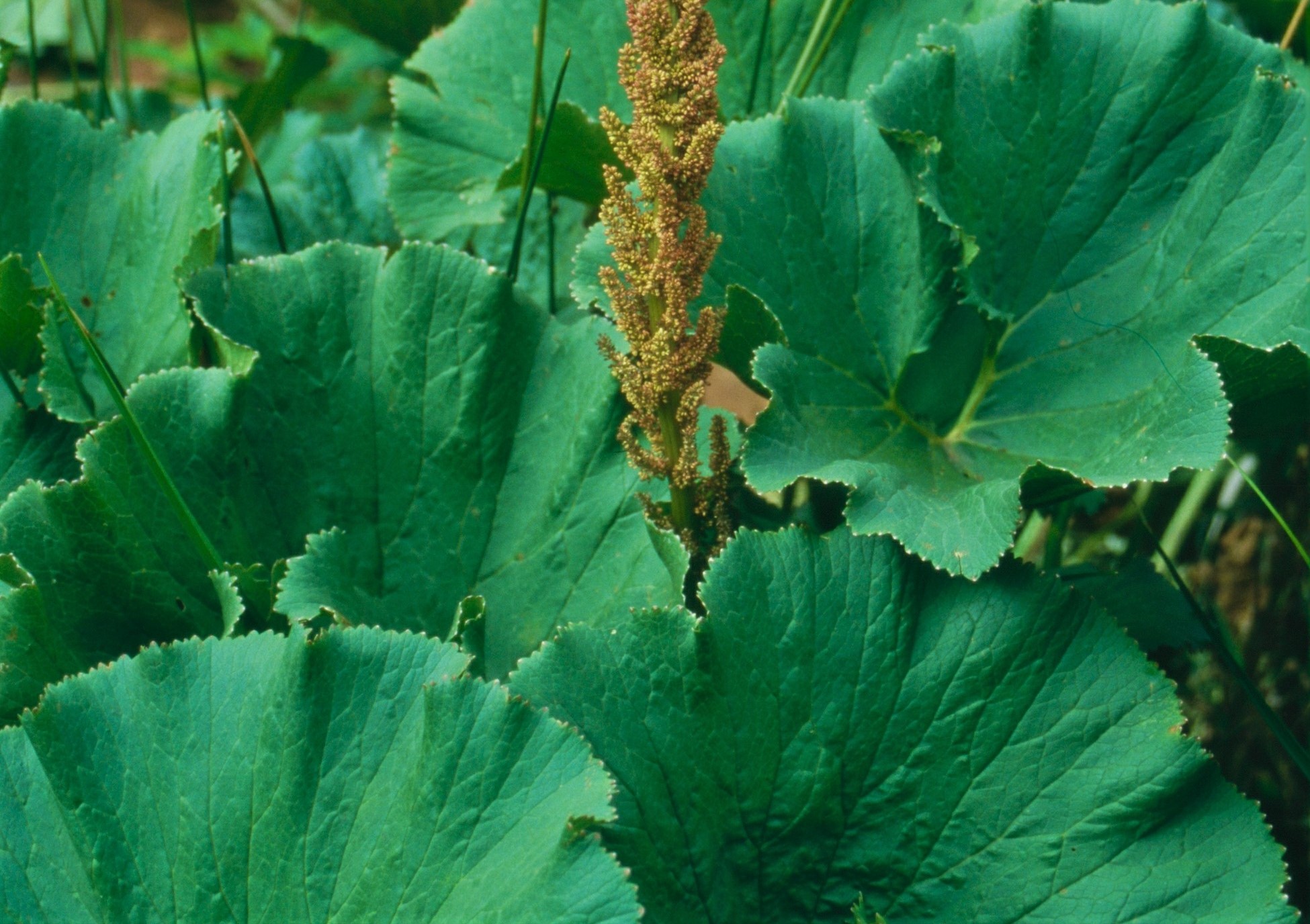 Gunnera perpensa Rivierpampoen River Pumpkin ramgola-vhadzimu ugobho iphuzi