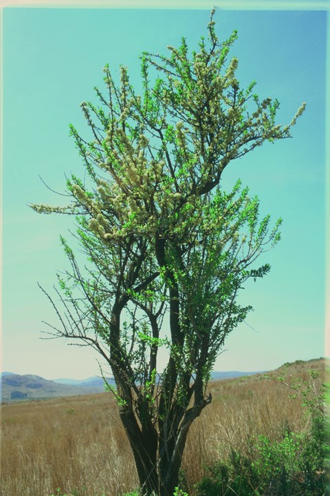 Gymnosporia buxifolia Common Spikethorn Gewone Pendoring Tshiphandwa ...