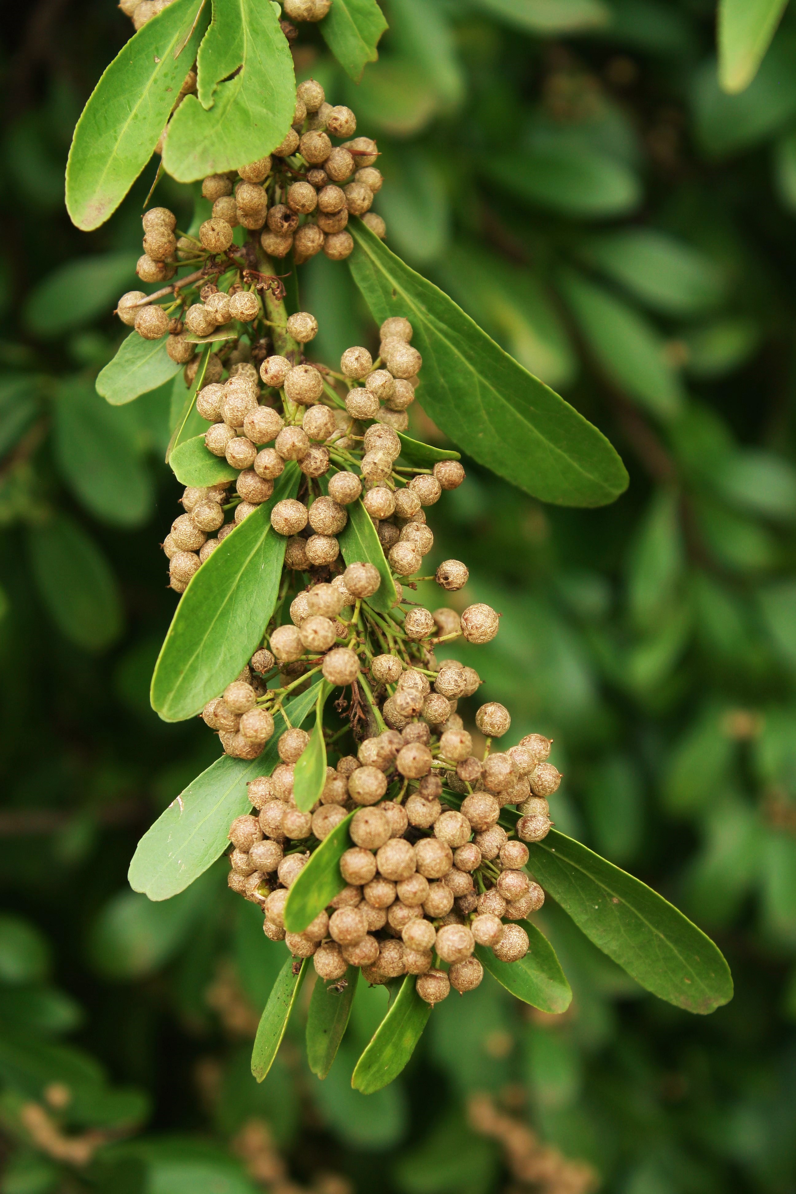 Gymnosporia buxifolia Common Spikethorn Gewone Pendoring Tshiphandwa ...