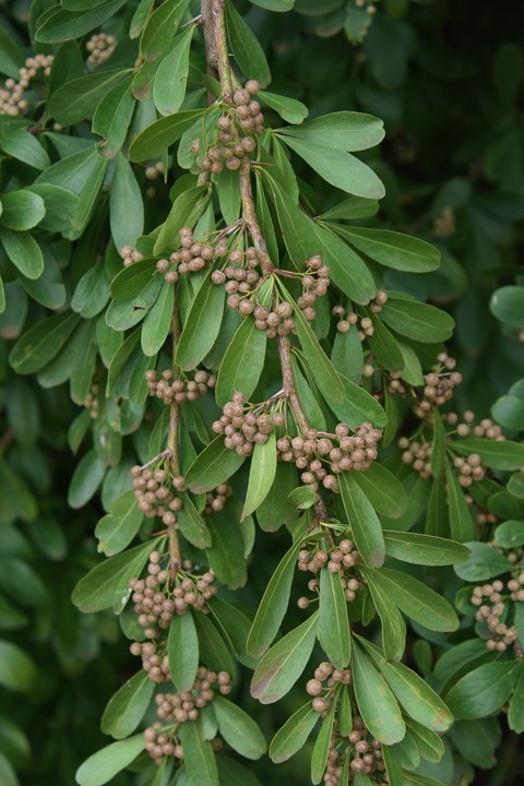 Gymnosporia buxifolia Common Spikethorn Gewone Pendoring Tshiphandwa ...