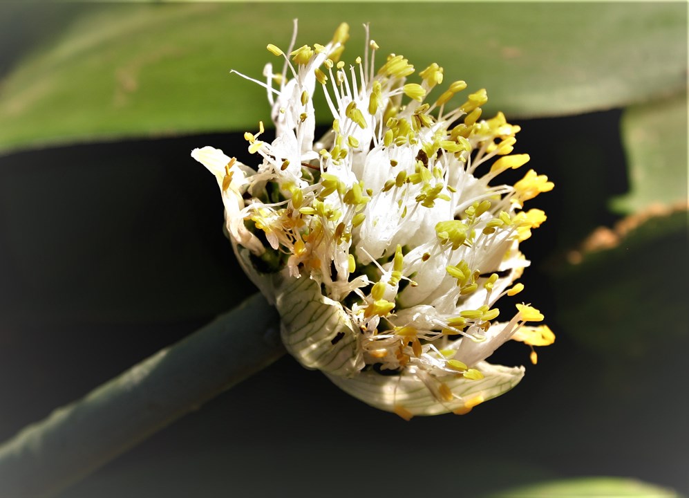 Haemanthus albiflos Witpoeierkwas White Paint Brush uzeneke uZeneke