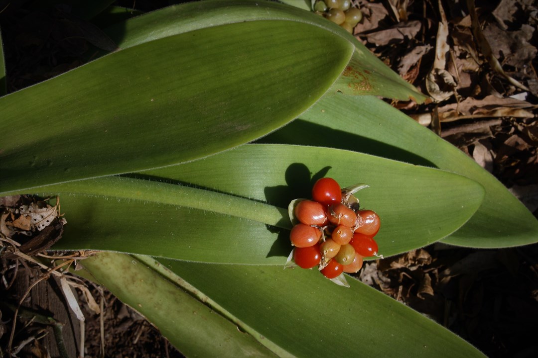 Haemanthus albiflos Witpoeierkwas White Paint Brush uzeneke uZeneke