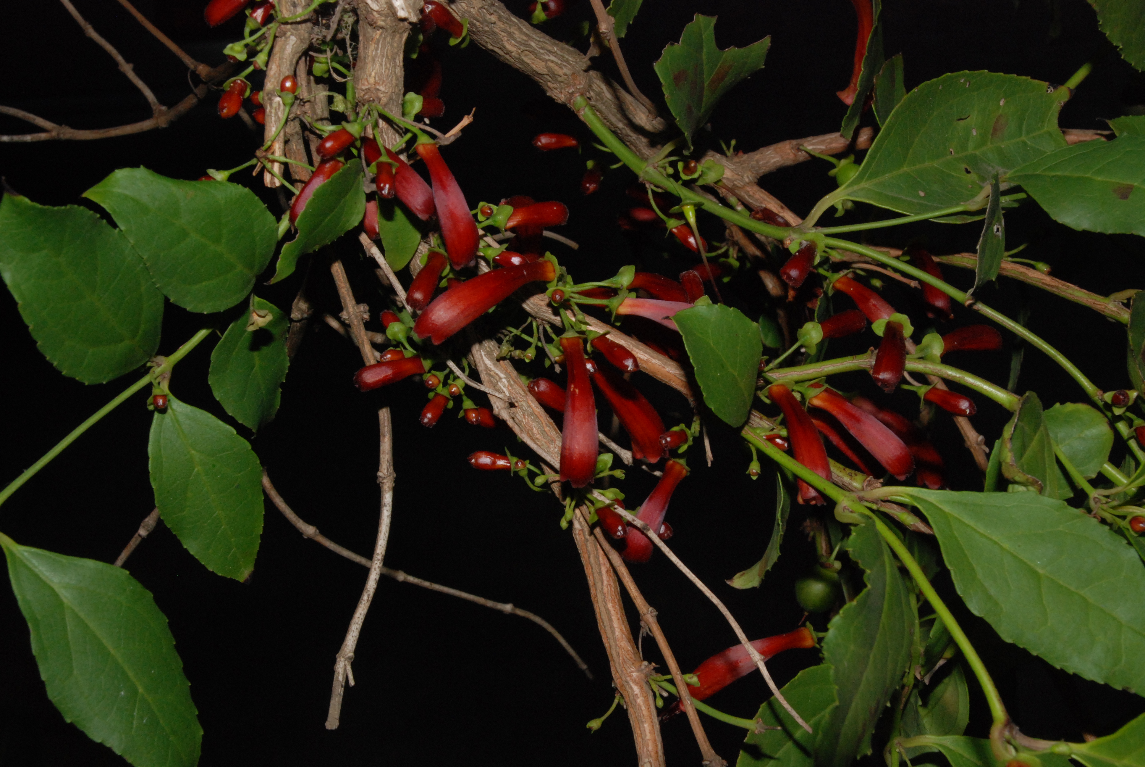 Halleria lucida Tree-Fuchia Notsung Murevhe Leloetsi