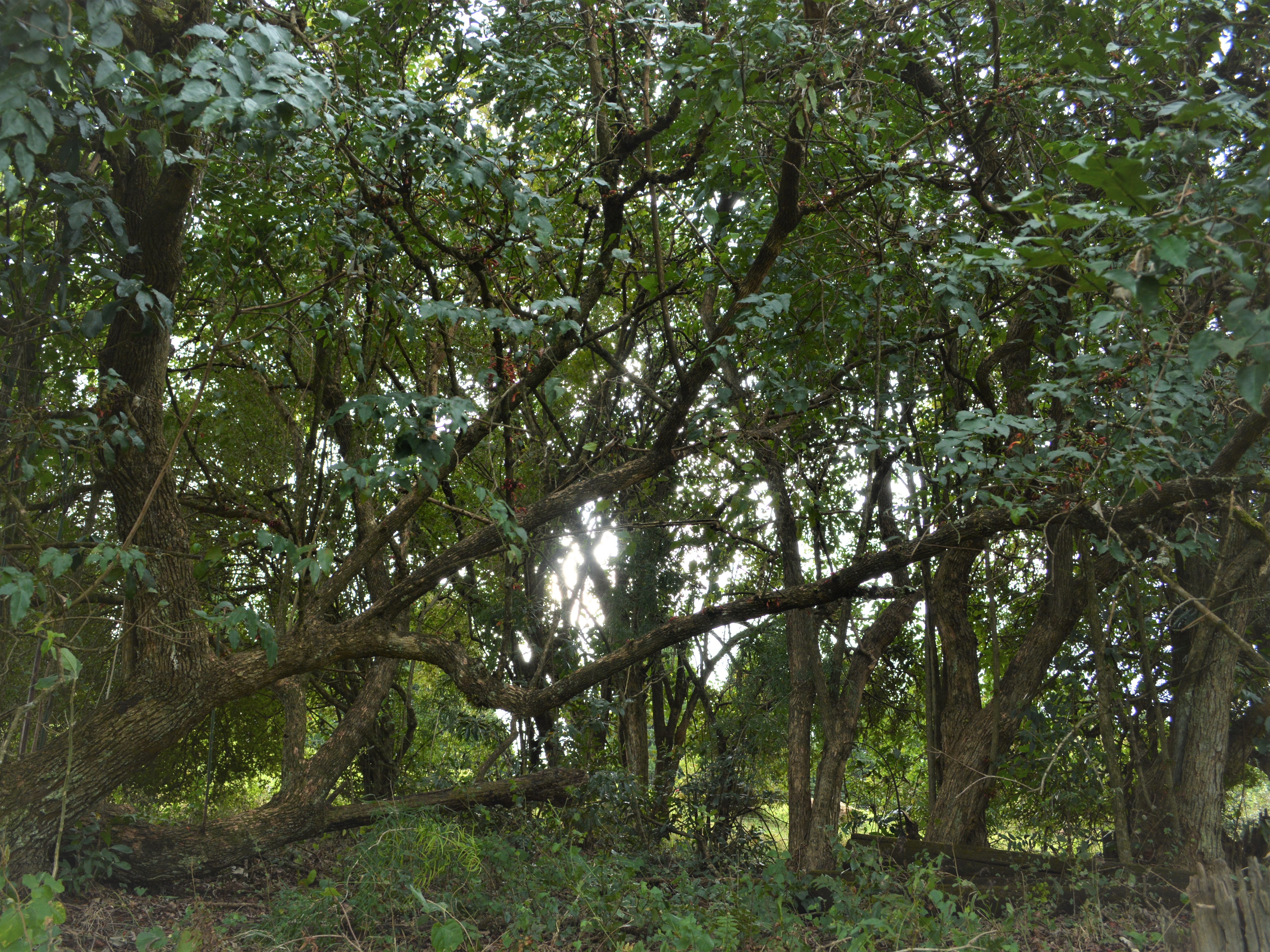 Halleria lucida Tree-Fuchia Notsung Murevhe Leloetsi
