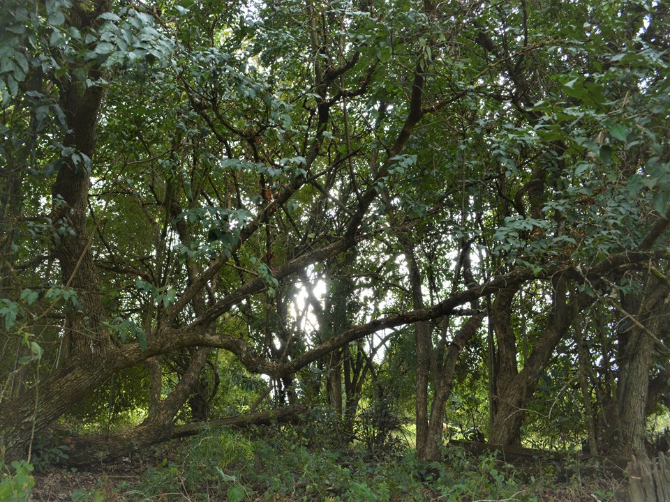 Halleria lucida Tree-Fuchia Notsung Murevhe Leloetsi