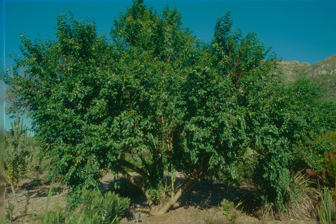 Halleria lucida Tree-Fuchia Notsung Murevhe Leloetsi