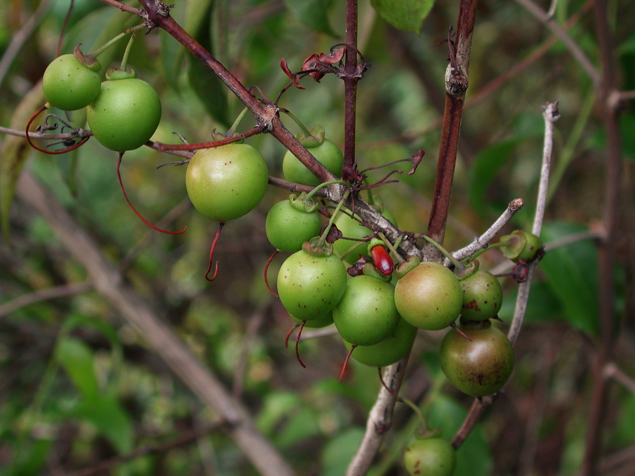 Halleria lucida Tree-Fuchia Notsung Murevhe Leloetsi