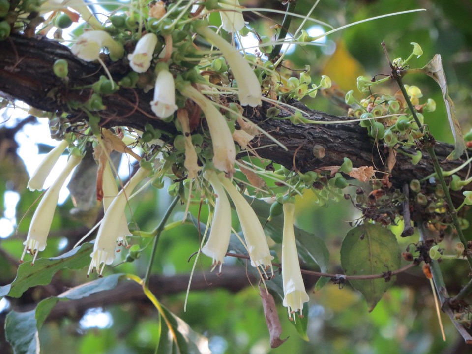 Halleria lucida Tree-Fuchia Notsung Murevhe Leloetsi