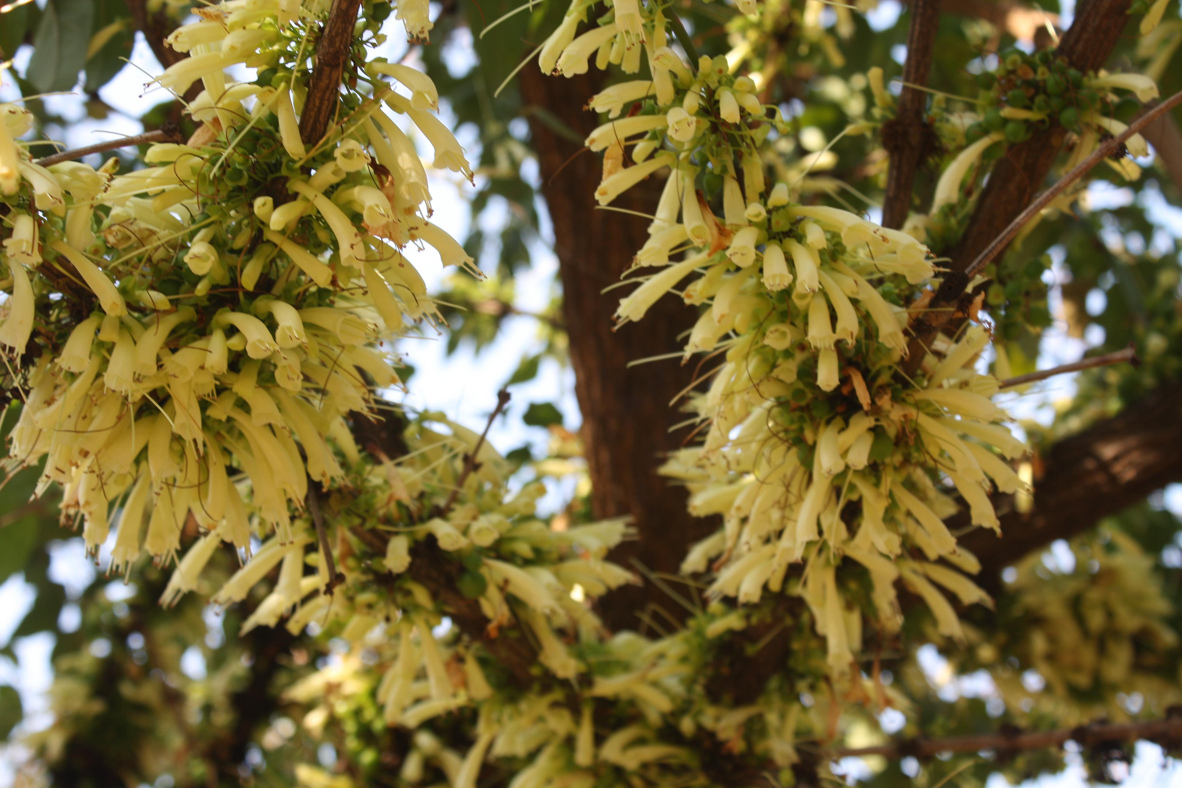 Halleria lucida Tree-Fuchia Notsung Murevhe Leloetsi