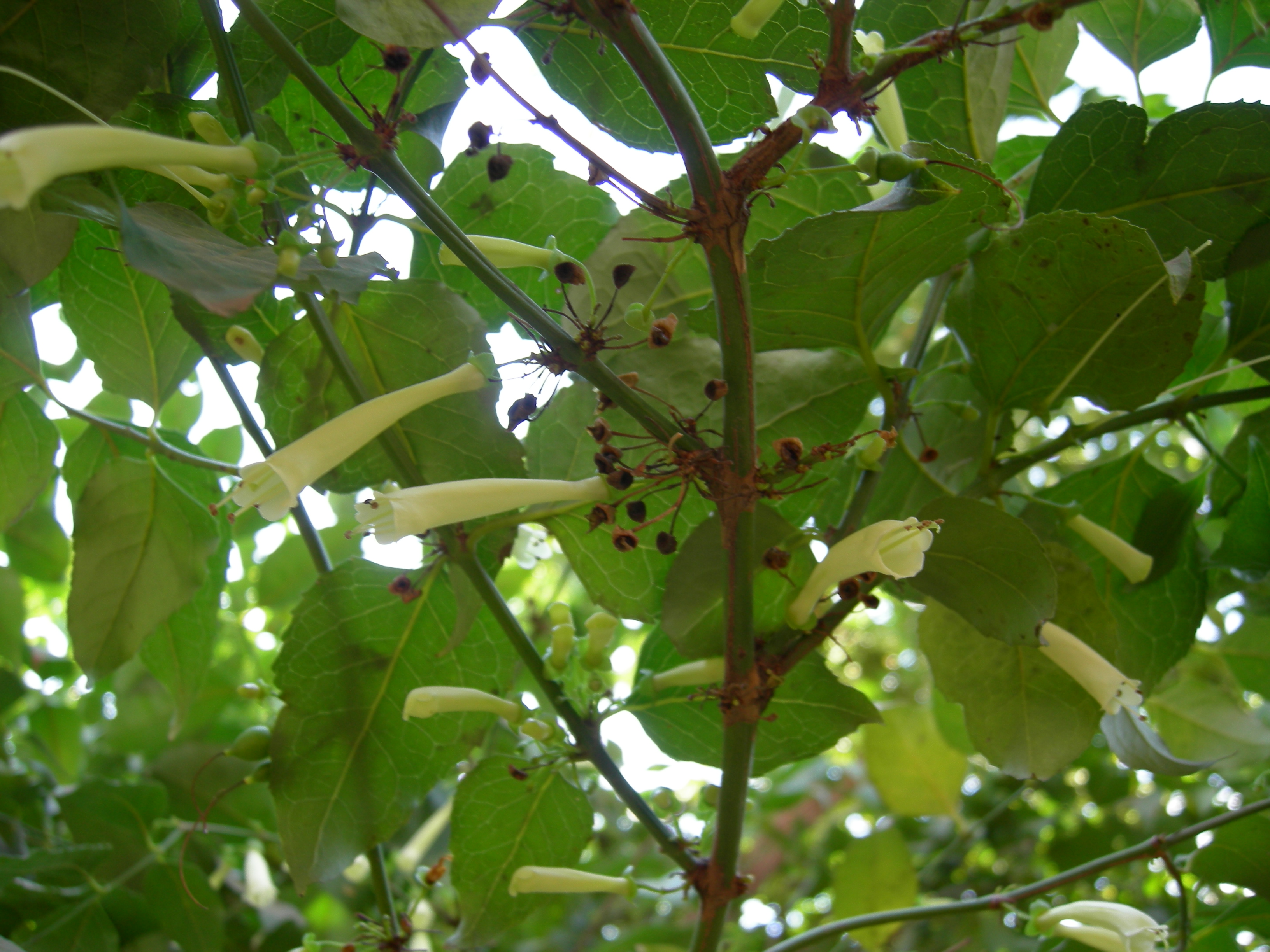 Halleria lucida Tree-Fuchia Notsung Murevhe Leloetsi