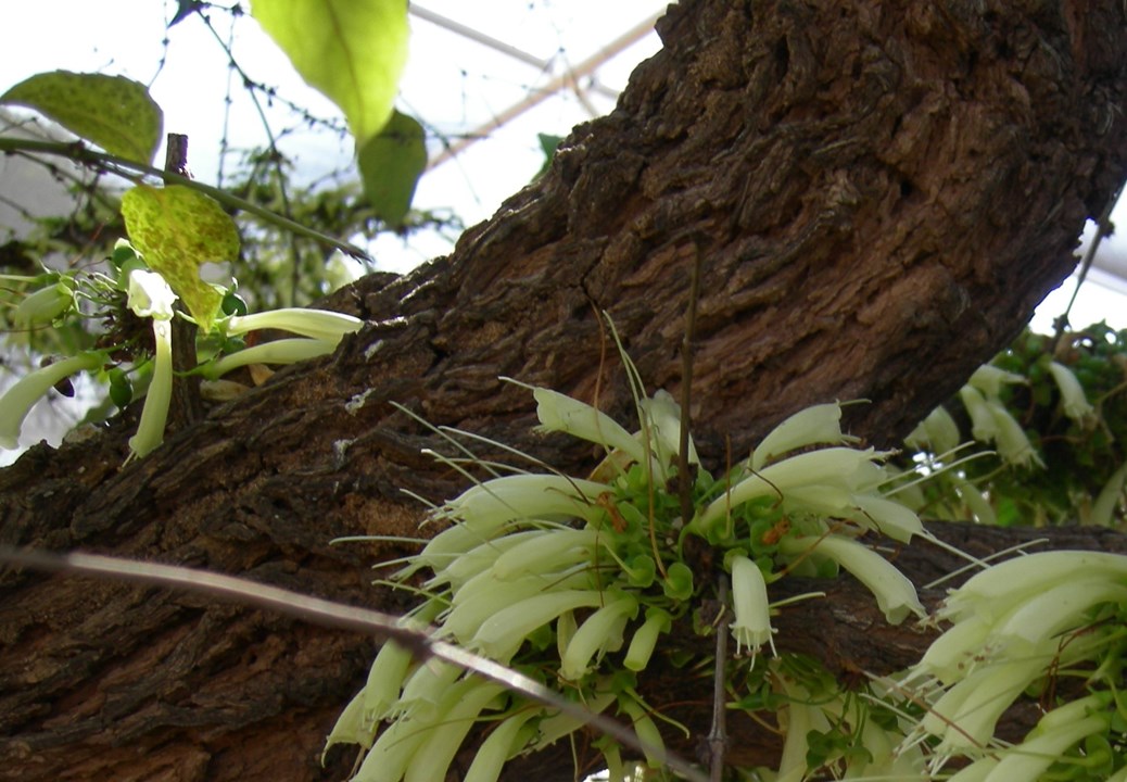 Halleria lucida Tree-Fuchia Notsung Murevhe Leloetsi