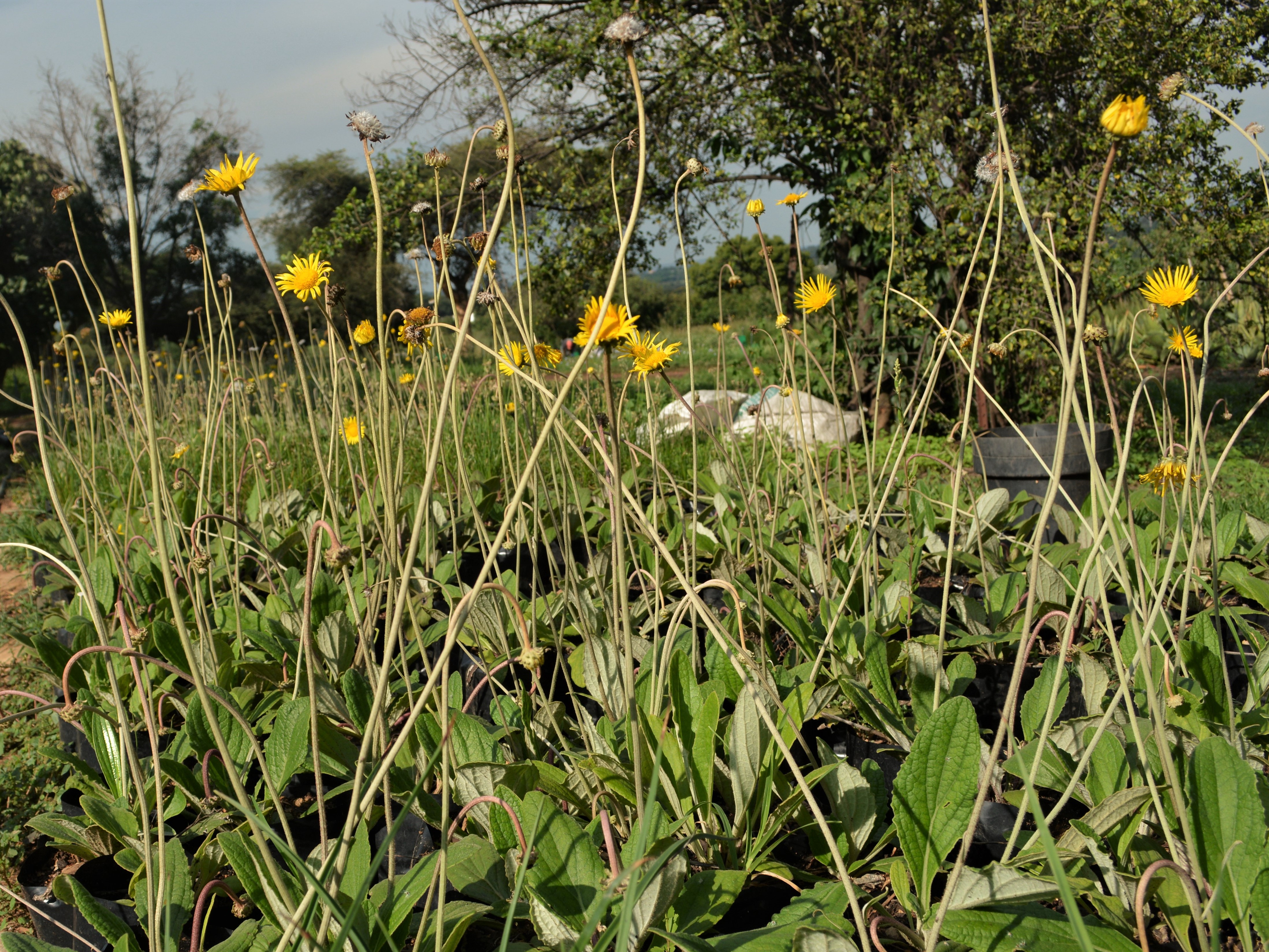 South African Indigenous Plants Catalogue