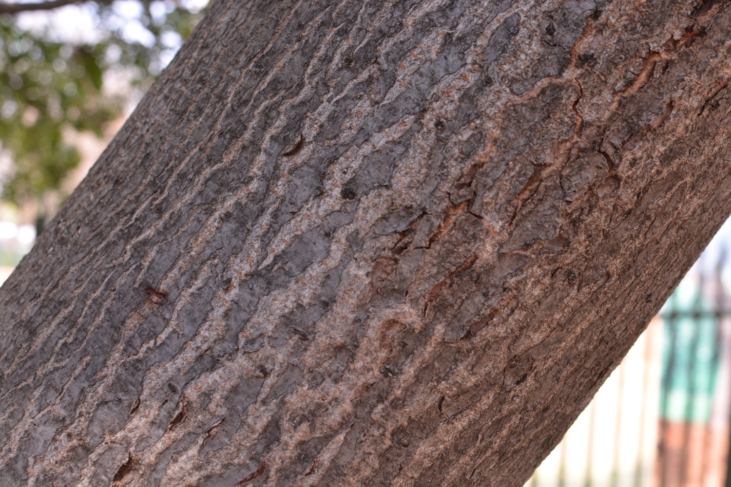 Harpephyllum caffrum Wild Plum Wildepruim Umgwenya Umgwenye