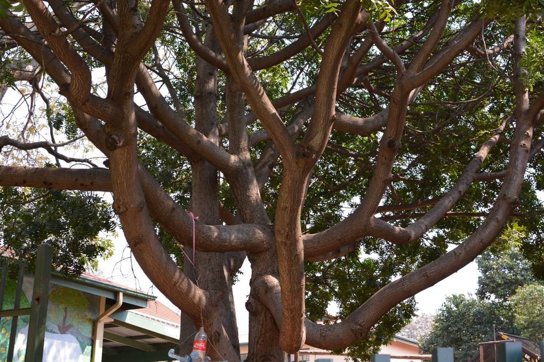Harpephyllum caffrum Wild Plum Wildepruim Umgwenya Umgwenye