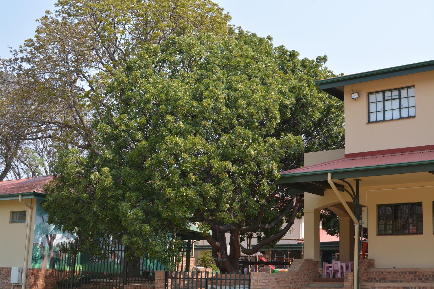 Harpephyllum caffrum Wild Plum Wildepruim Umgwenya Umgwenye