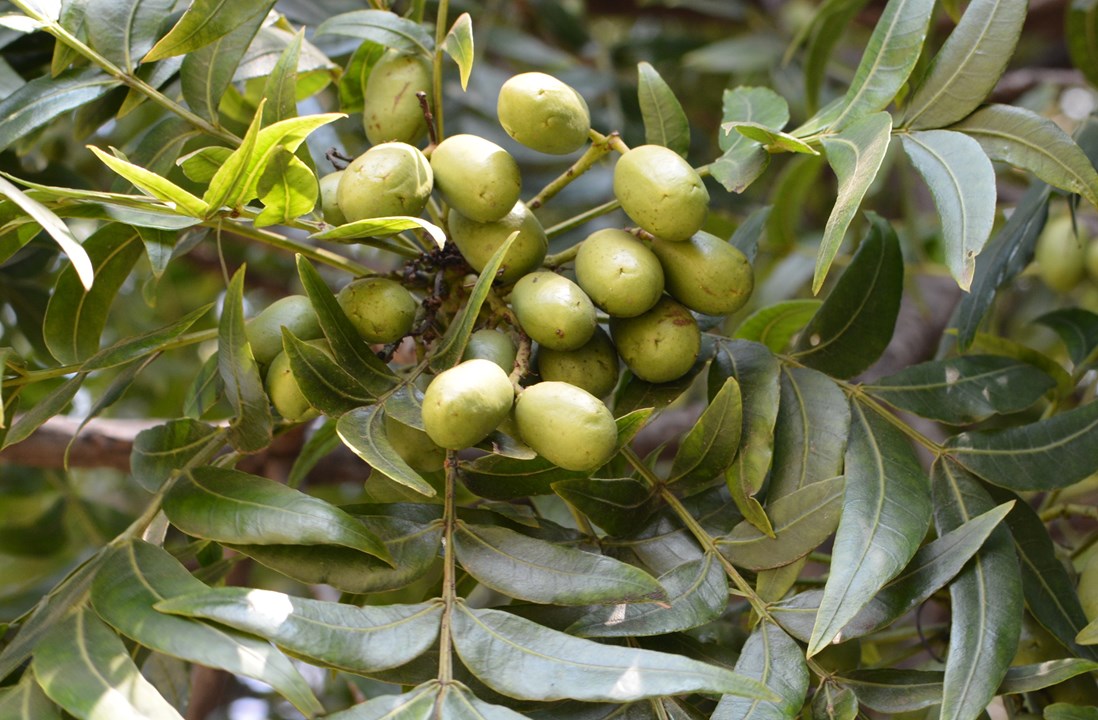 Harpephyllum caffrum Wild Plum Wildepruim Umgwenya Umgwenye