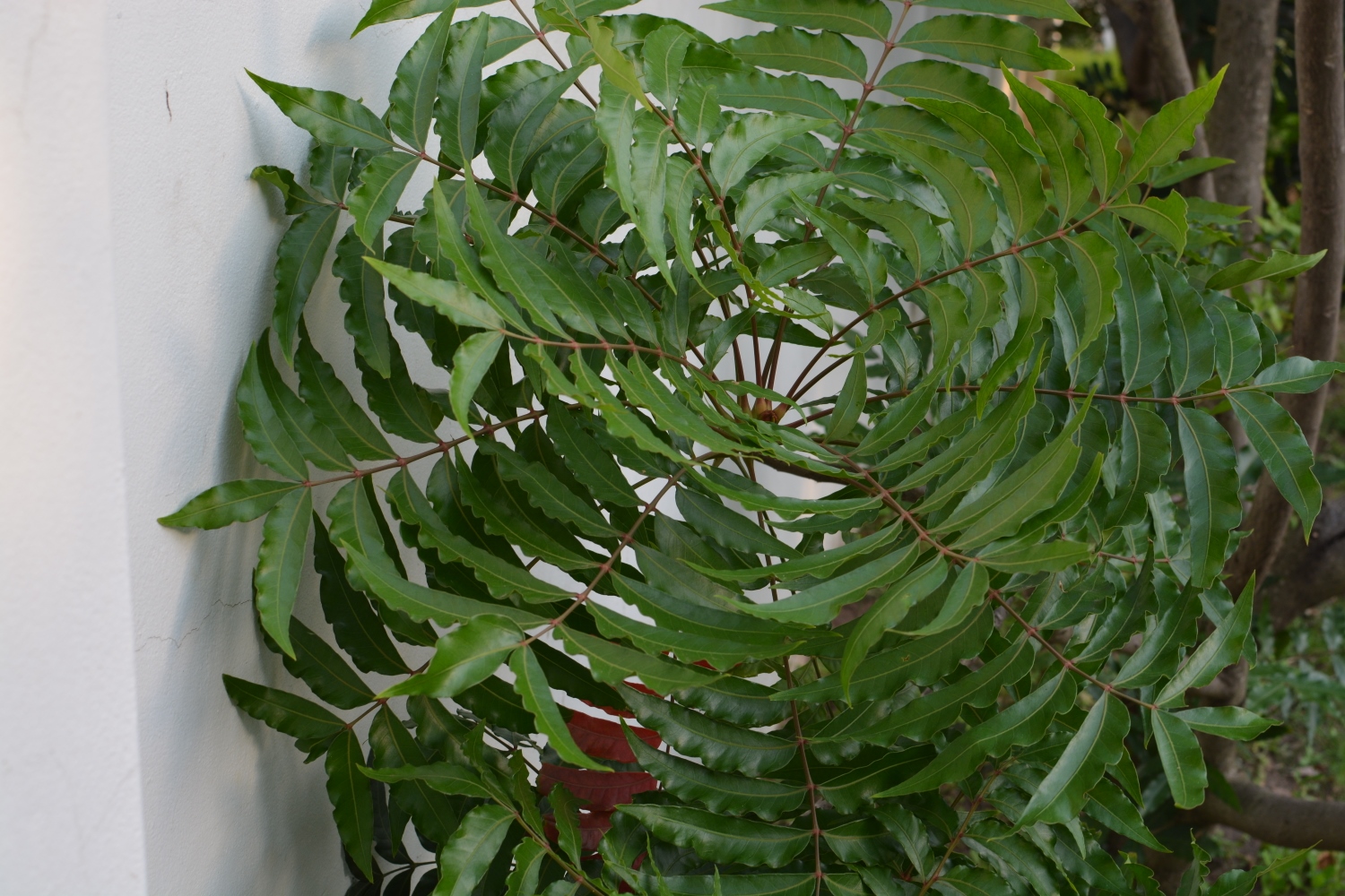 Harpephyllum caffrum Wild Plum Wildepruim Umgwenya Umgwenye