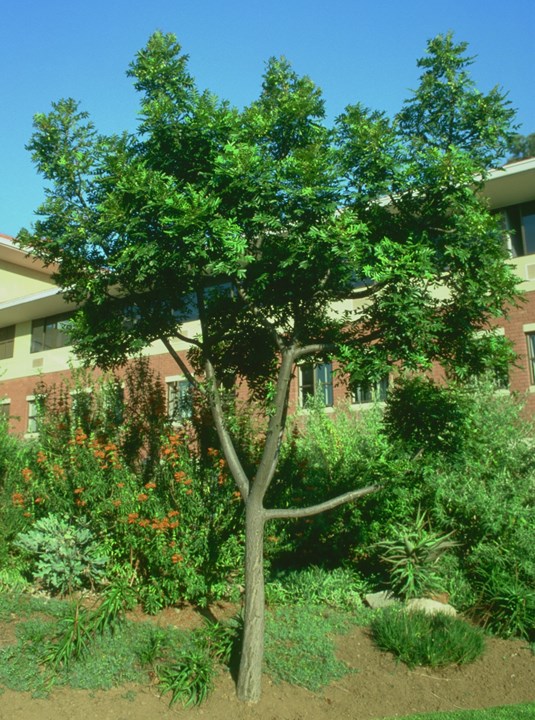 Harpephyllum caffrum Wild Plum Wildepruim Umgwenya Umgwenye