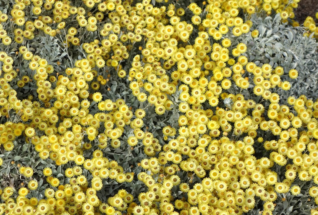 Helichrysum argyrophyllum Golden Guinea Everlasting Vaalsewejaartjie