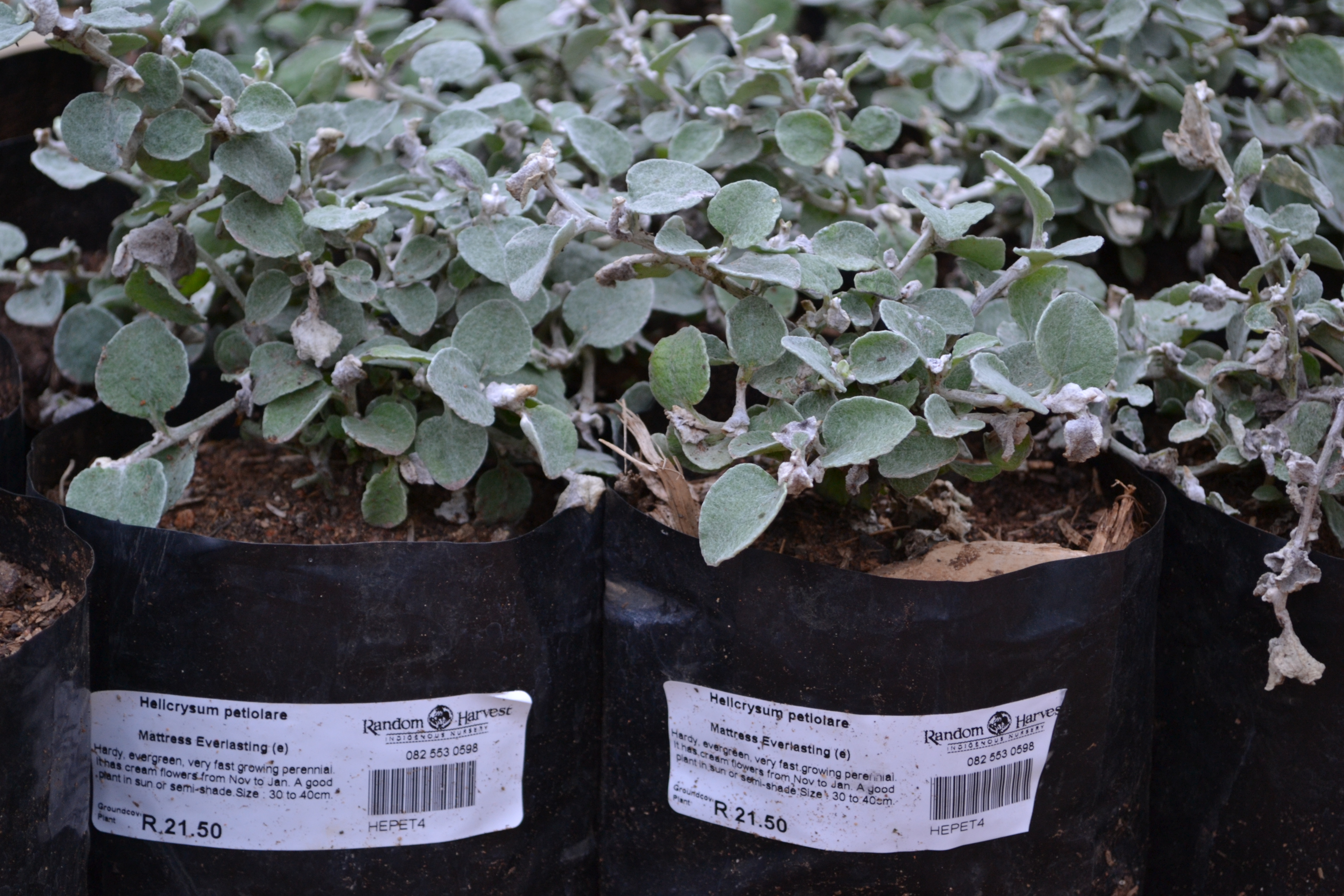 Helichrysum petiolare Mattress Everlasting Kooigoed