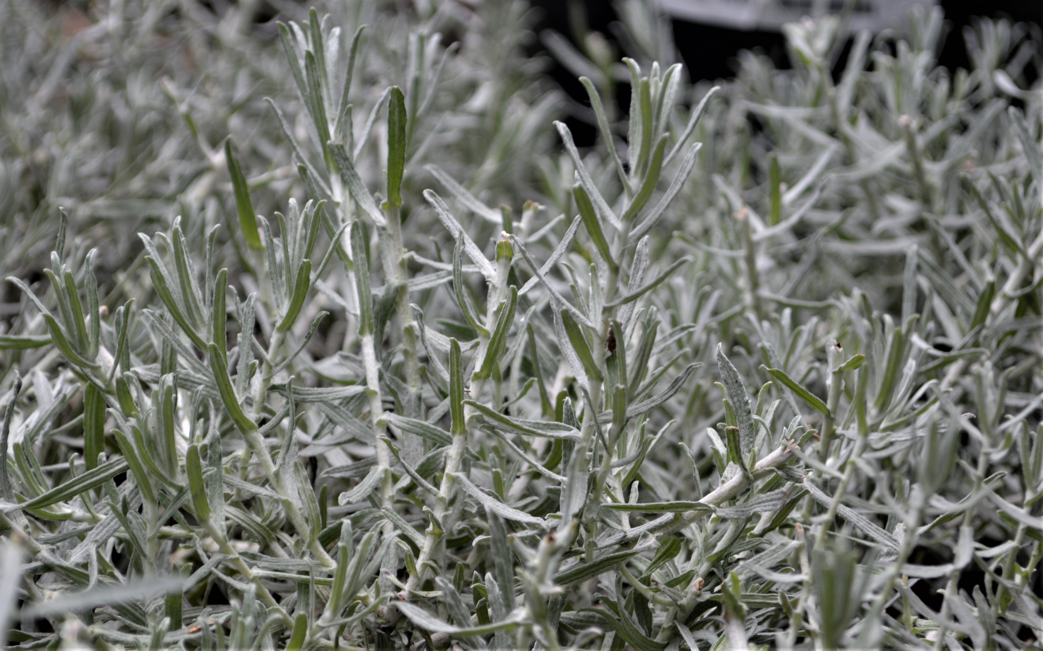 Helichrysum splendidum Geelsewejaartjie Cape Gold phefo-ea-loti, toanae ...