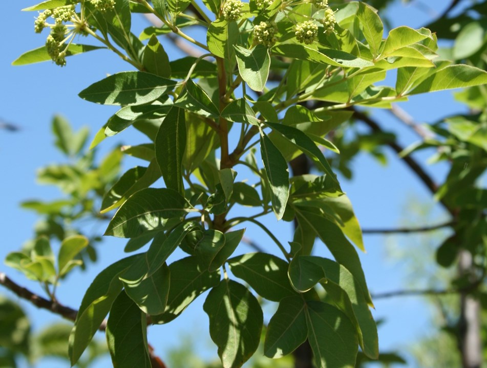 Heteromorpha trifoliata abyssinica Common Parsley Tree Gewone ...