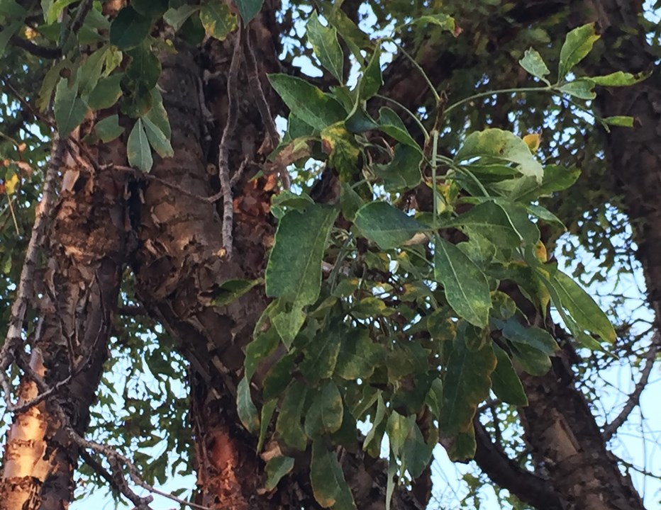 Heteromorpha trifoliata abyssinica Common Parsley Tree Gewone ...