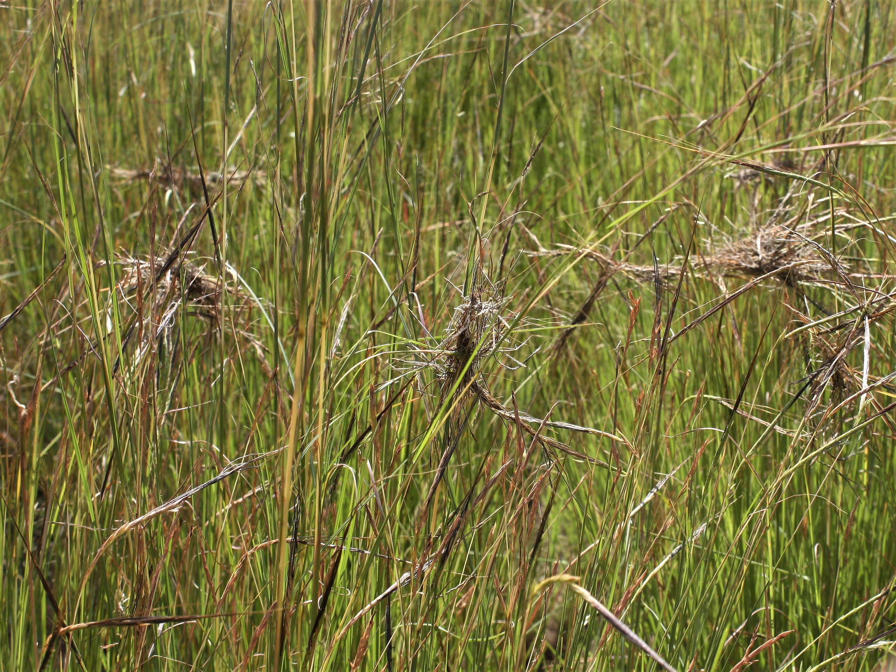Heteropogon contortus Spear Grass, Tanglehead Assegaaigras Isitupe