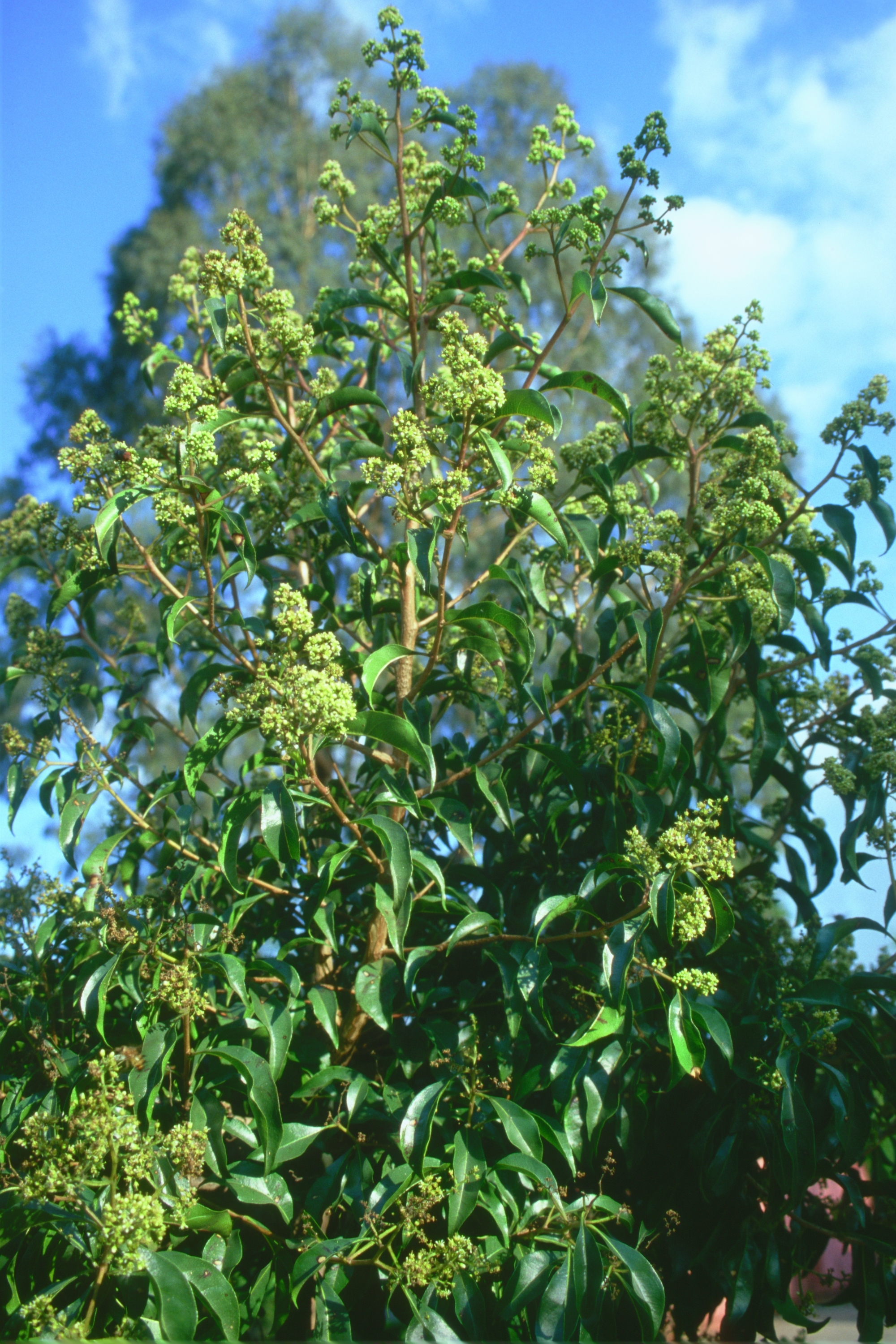 Heteropyxis natalensis Lavender Tree Laventelboom Mudedede iNkhuza