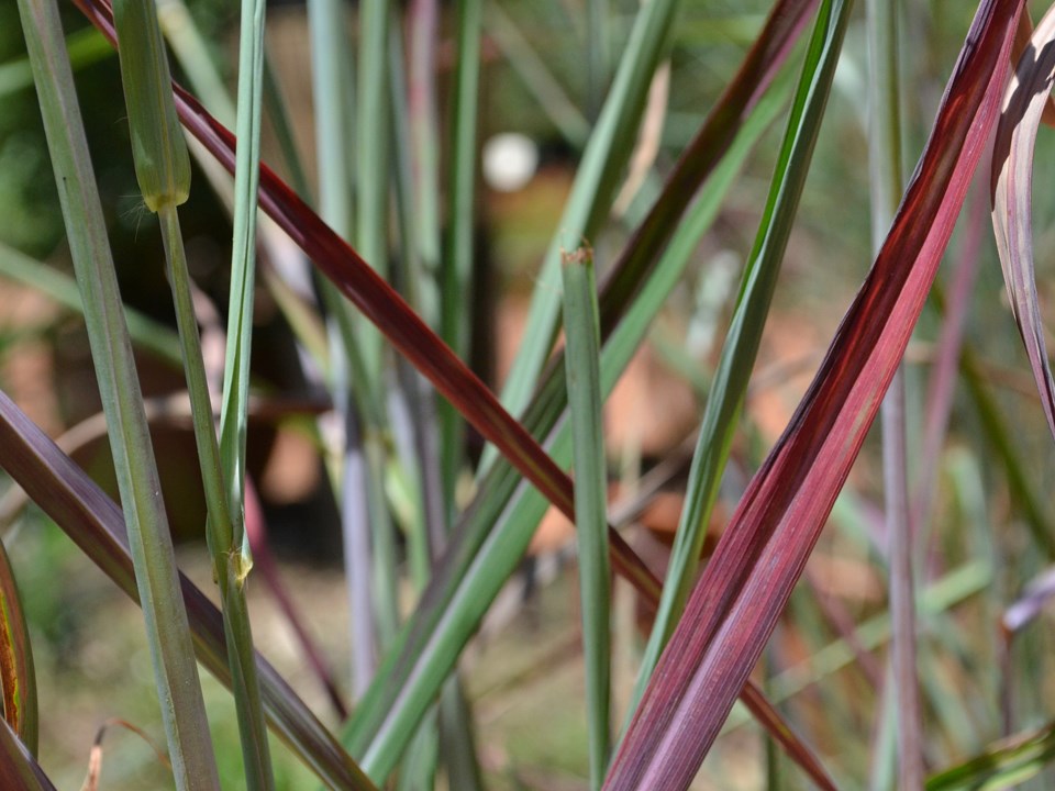 Hyparrhenia hirta Thatching Grass Gewone Dekgras Morulela Intunga