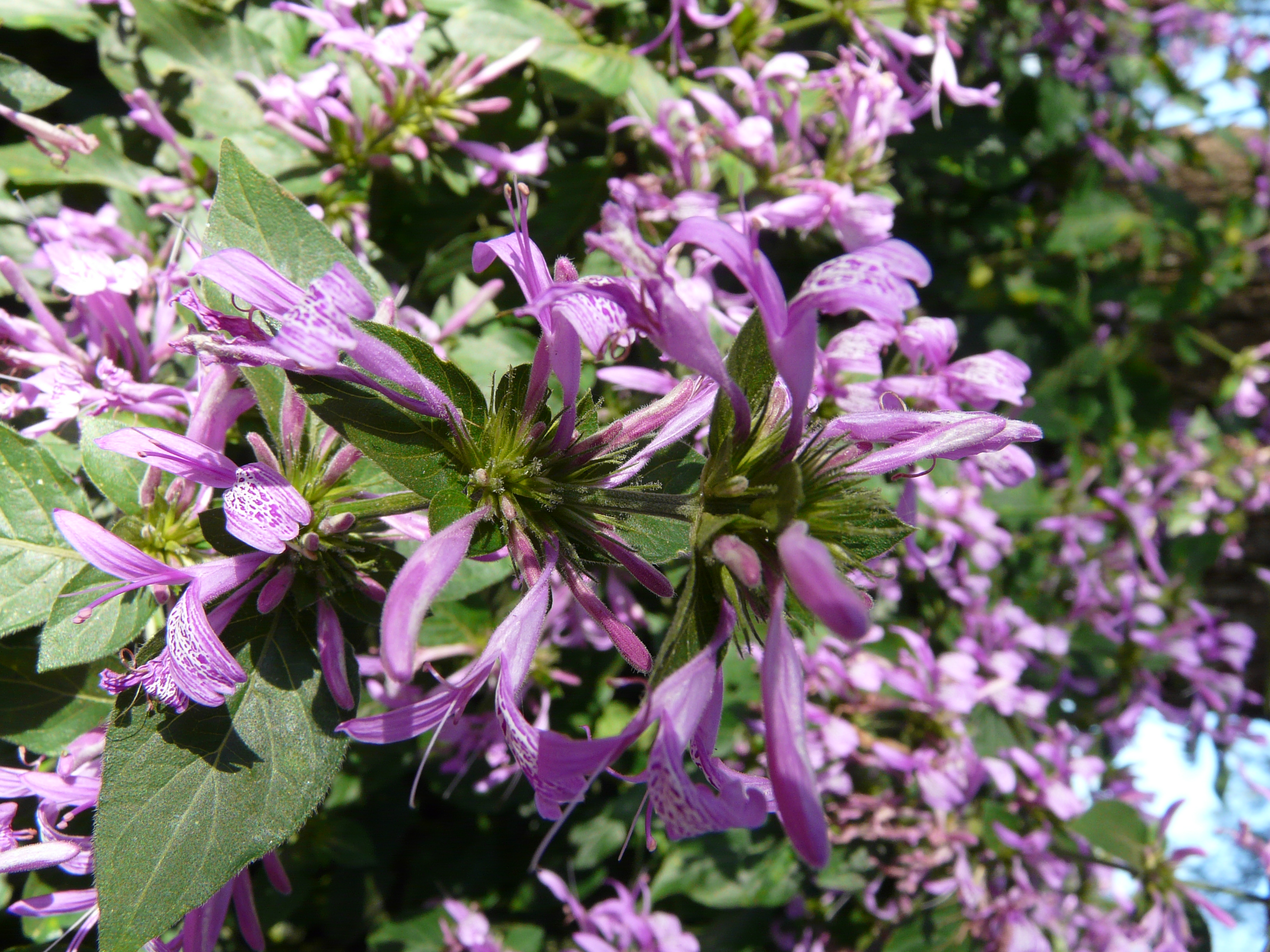 Hypoestes aristata Ribbon Bush Lintbos uhlonyane