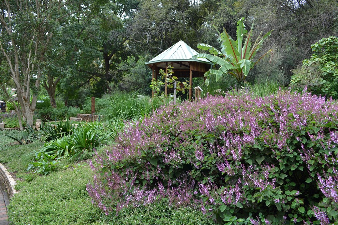 Hypoestes aristata Ribbon Bush Lintbos uhlonyane