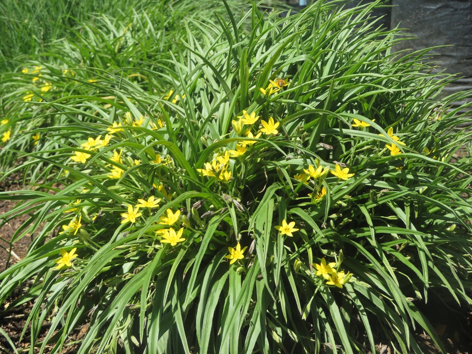 Hypoxis small sp