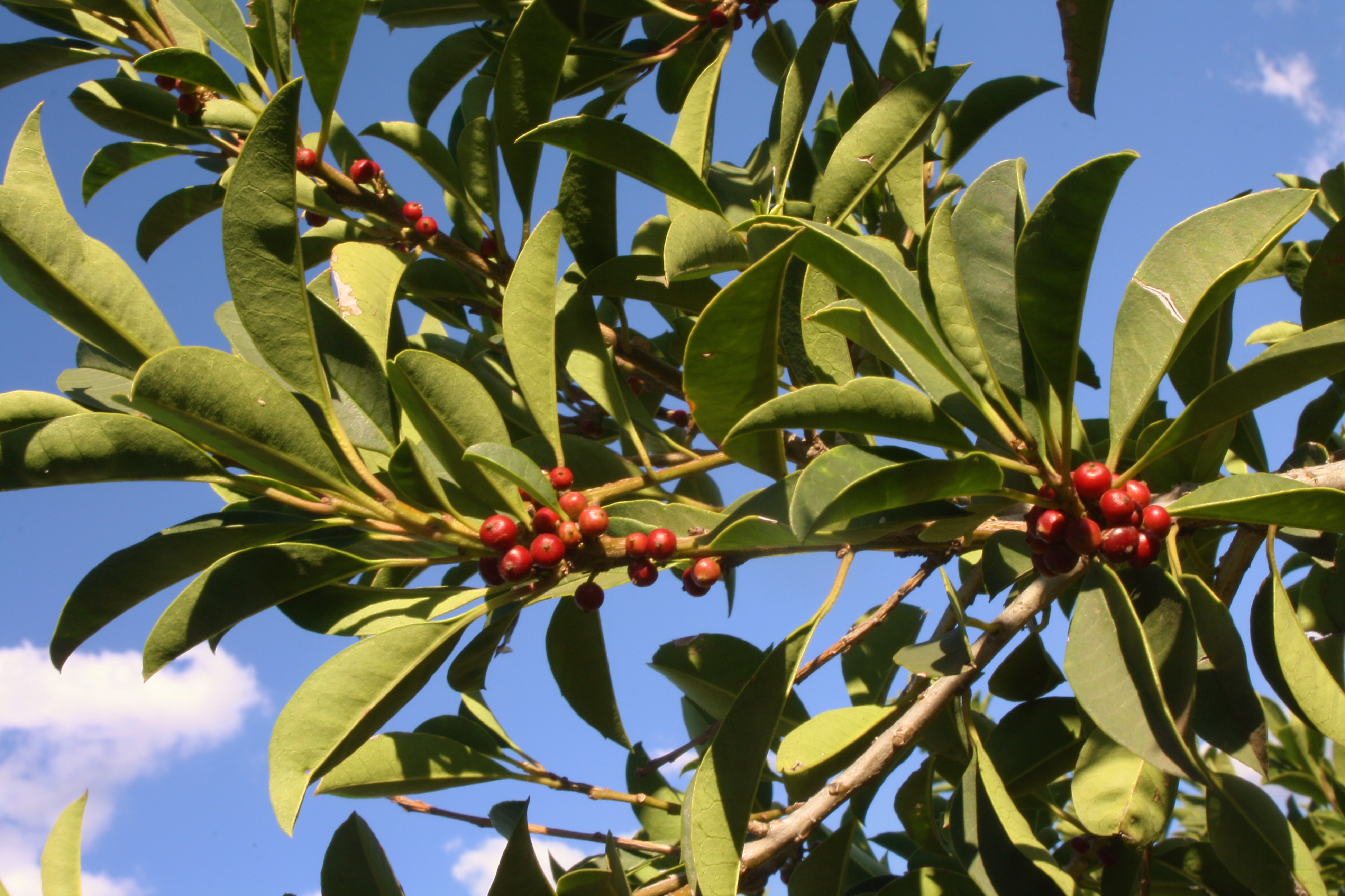 Ilex mitis Cape Holly Without Mutanzwa-khamelo iPhuphuma