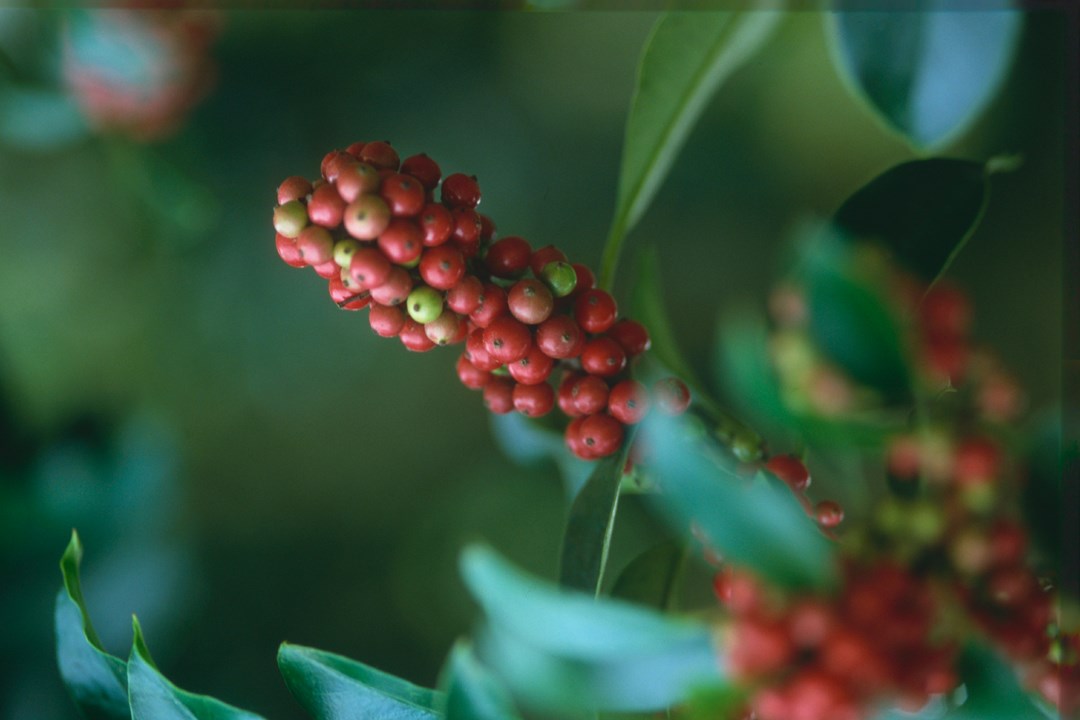 Ilex mitis Cape Holly Without Mutanzwa-khamelo iPhuphuma