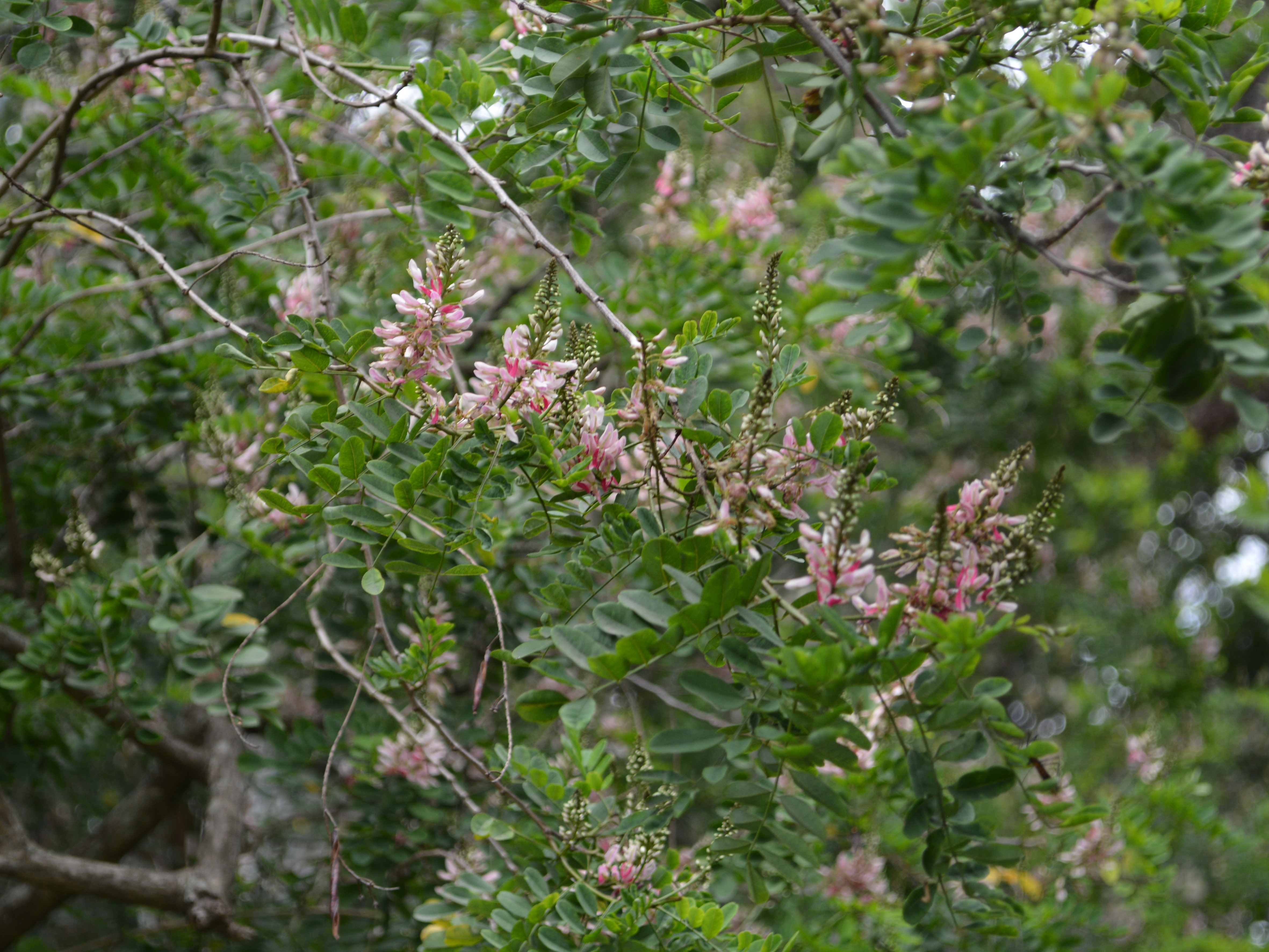 Indigofera frutescens River Indigo Rivierverfbos
