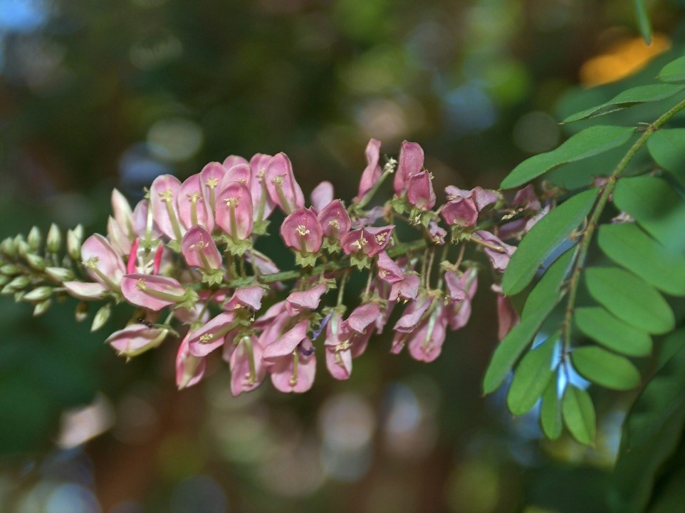 Indigofera frutescens River Indigo Rivierverfbos