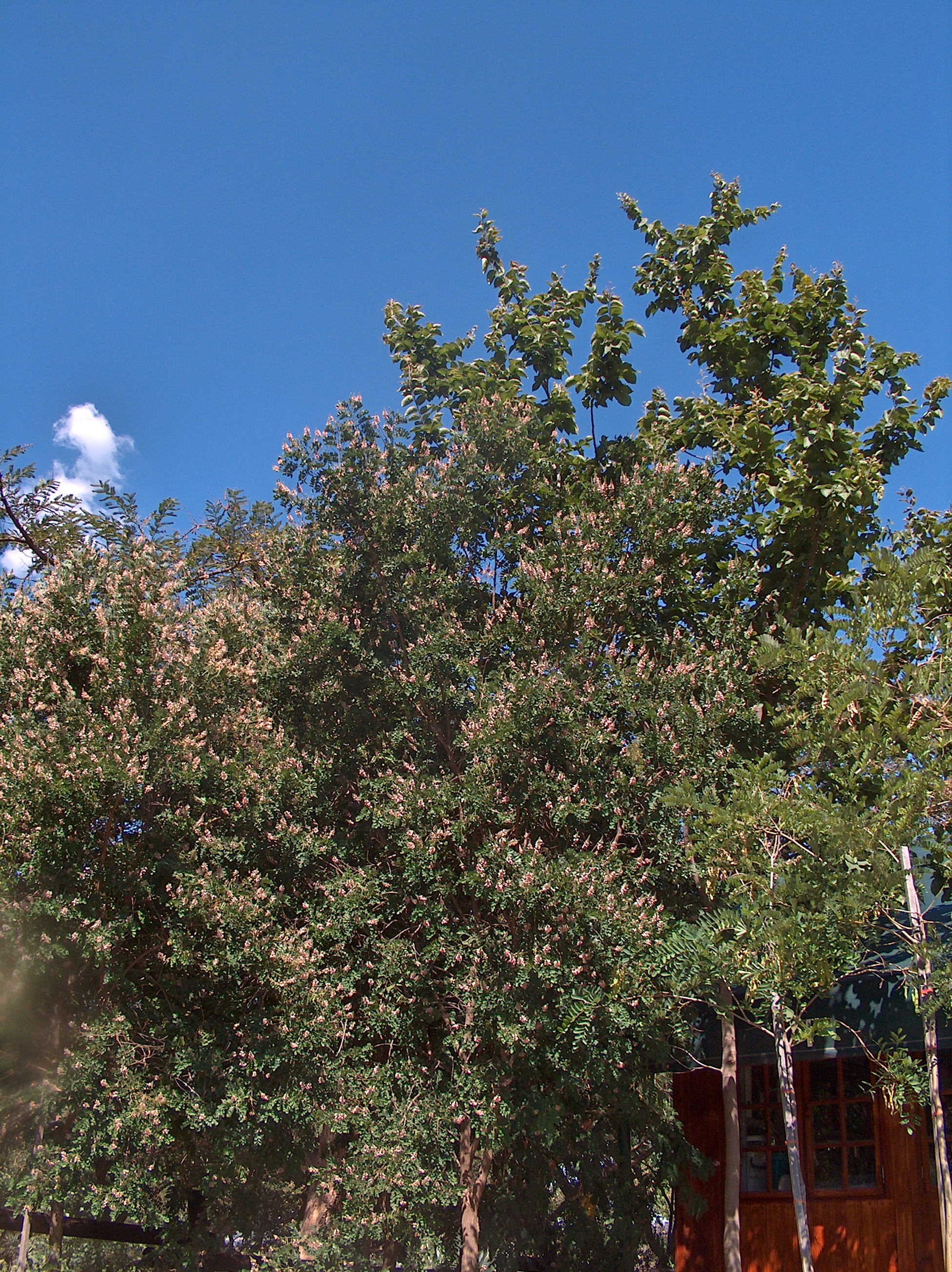 Indigofera frutescens River Indigo Rivierverfbos