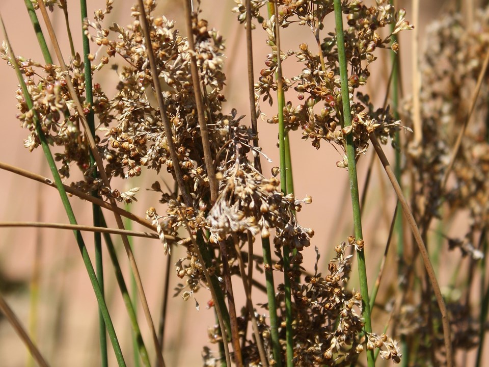 Juncus effusus Biesie incema Common rush