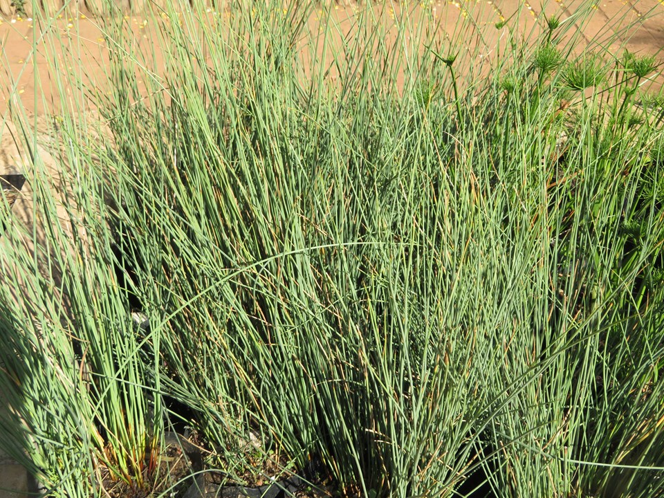 Juncus inflexus Hard Rush
