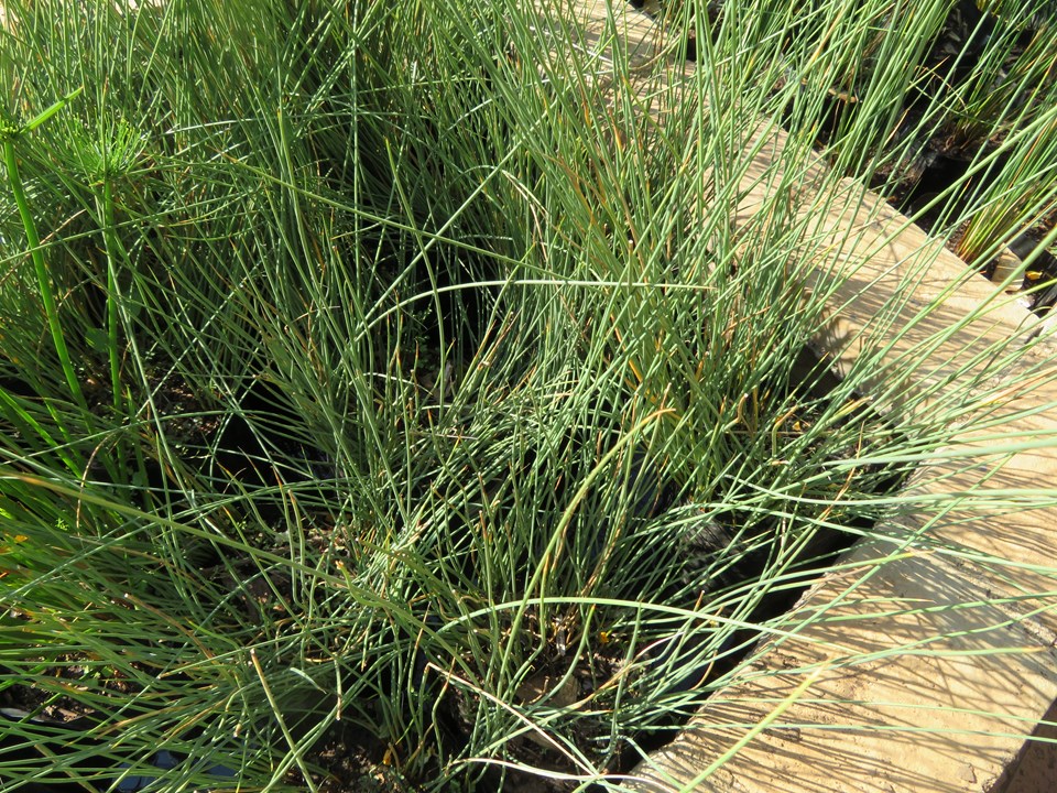 Juncus inflexus Hard Rush