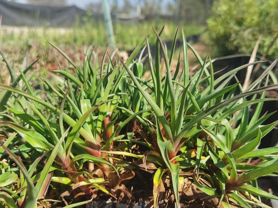 Juncus lomatophyllus Fringe Leaved Rush, Leafy Rush Aalwynbiesie