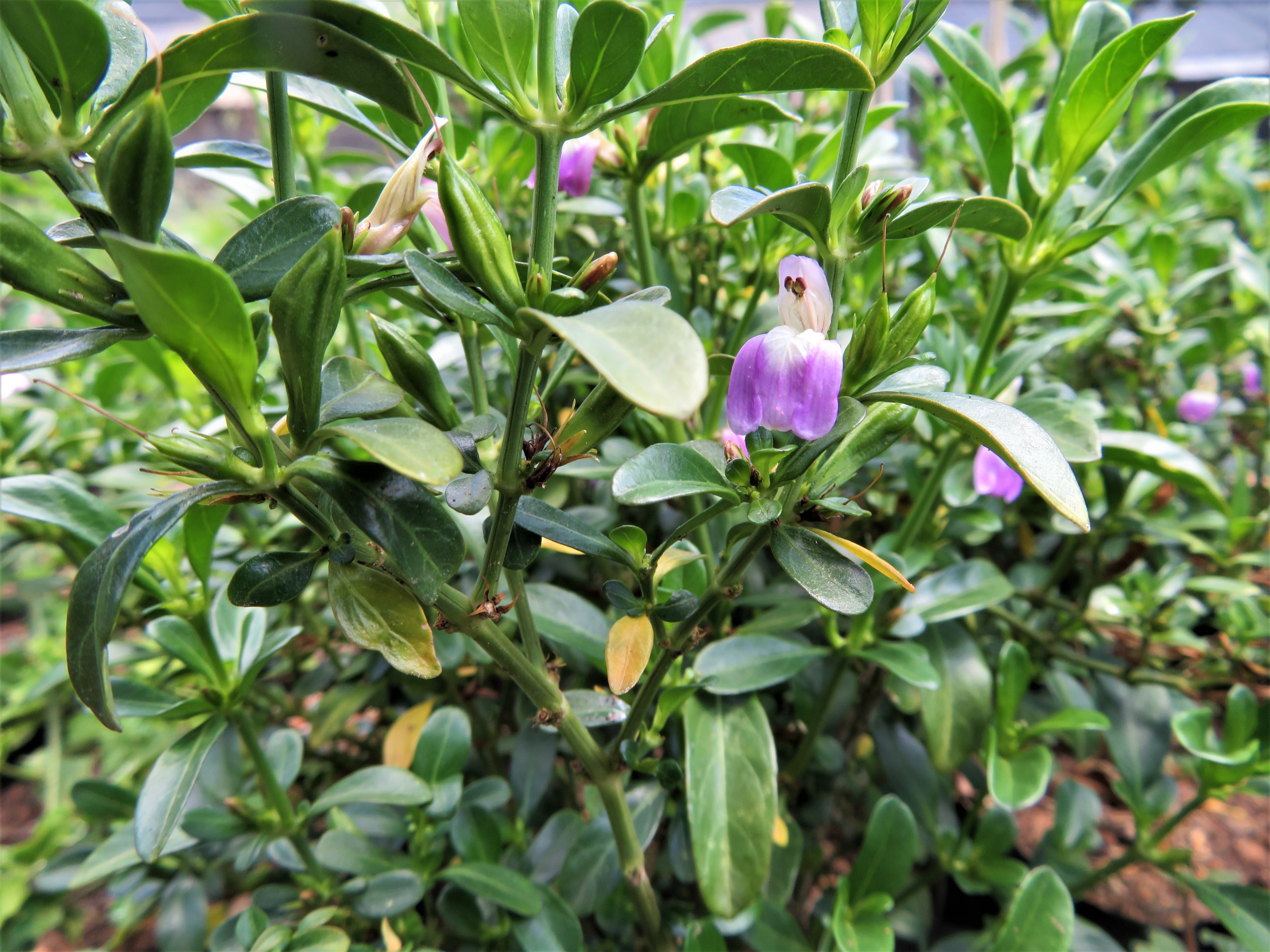 Justicia capensis Money Plant Sakemansplant ihlalanyosi